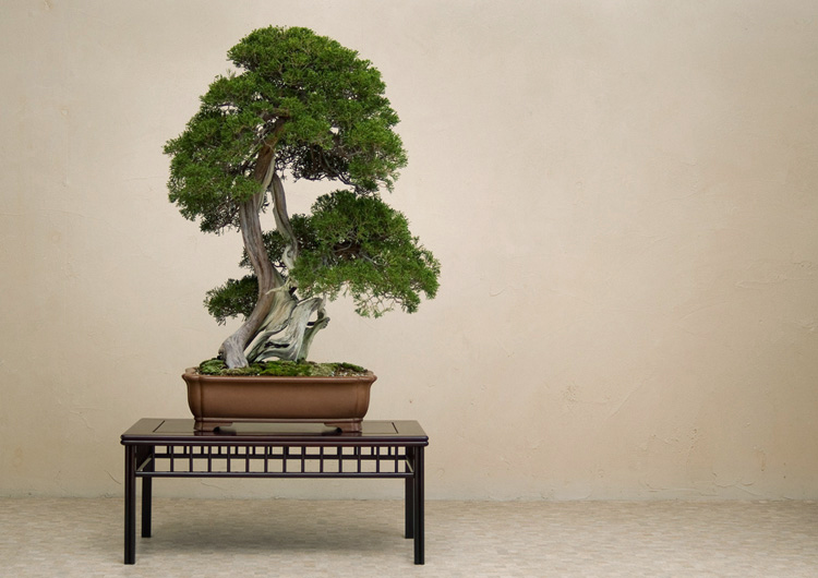 Kintall: TAIWAN BONSAI JUNIPERUS