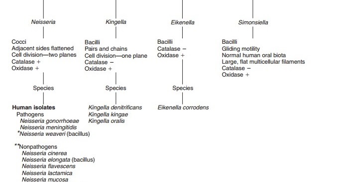 [Microbiology] Atlas of Neisseria Species and Moraxella catarrhalis ...