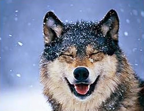 White Wolf : 14 Funny Wolf Pictures That Will Put A Smile On Your Face