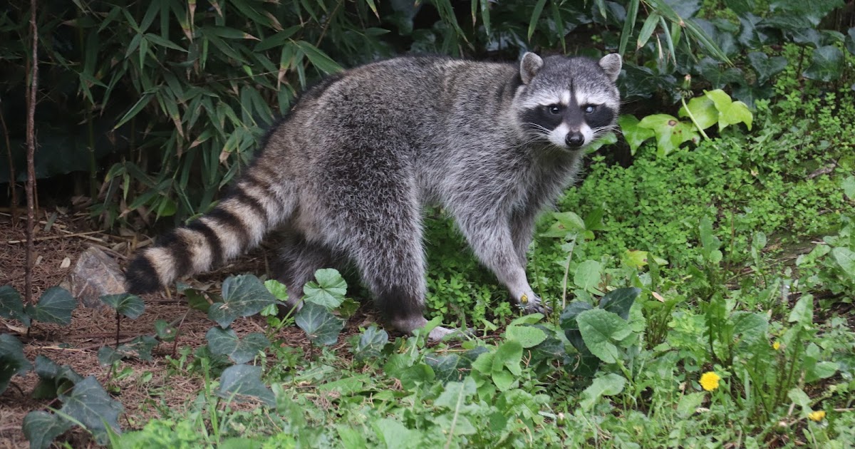 Lostentry - Welztalbahn, Model Railroading, and more: Racoons