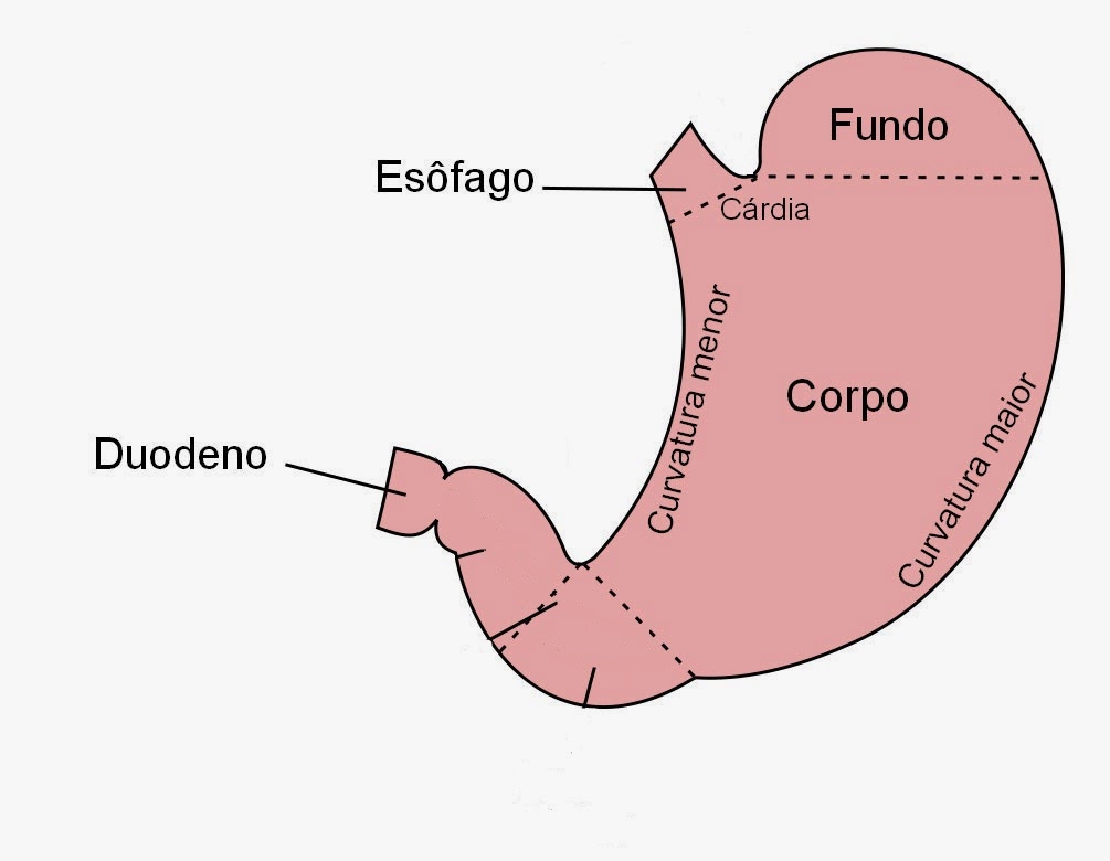 Conduz Os Alimentos Da Faringe Até O Estômago - BRAINCP