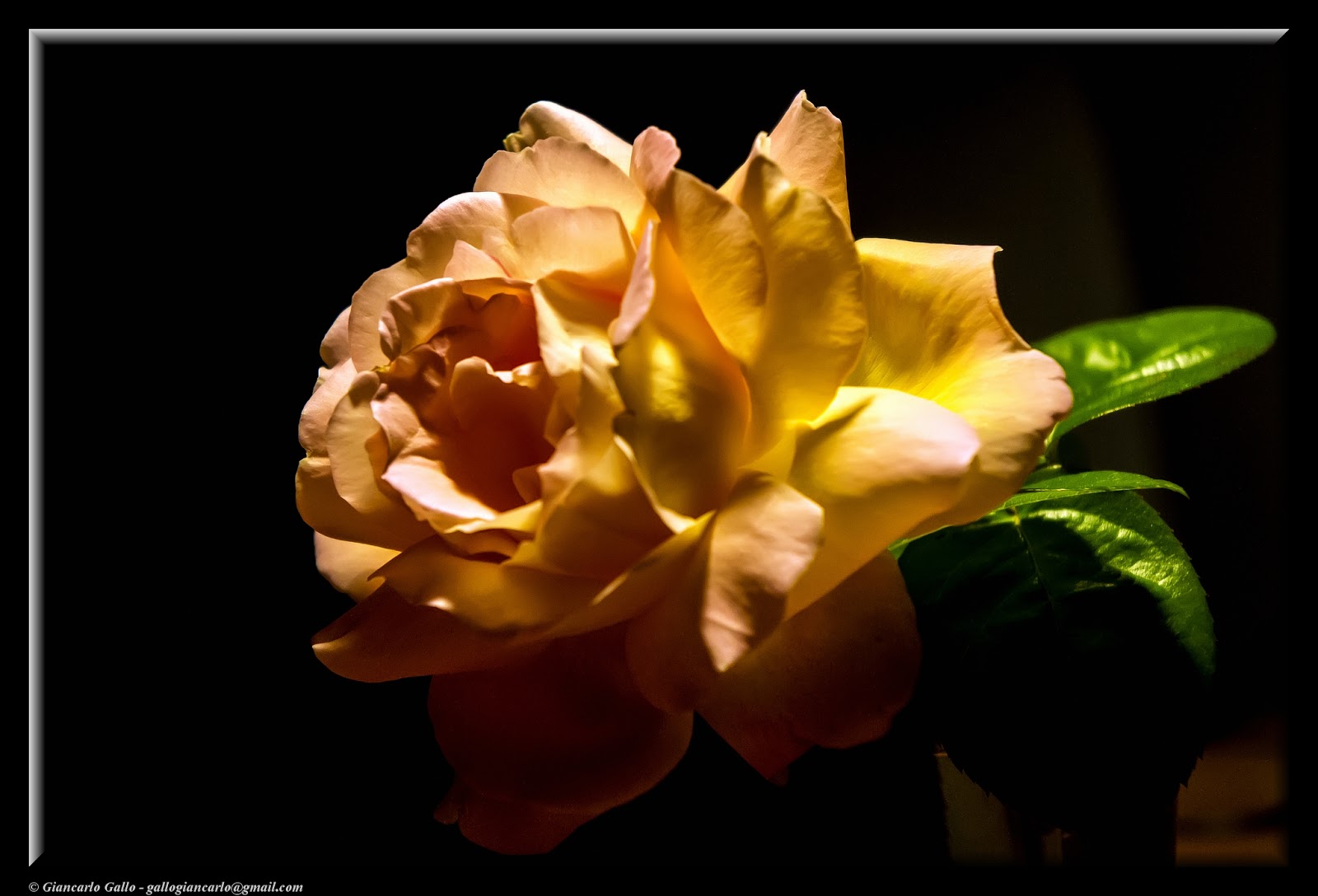 Rosa color albicocca – Fotografie ed elaborazioni fotografiche ...