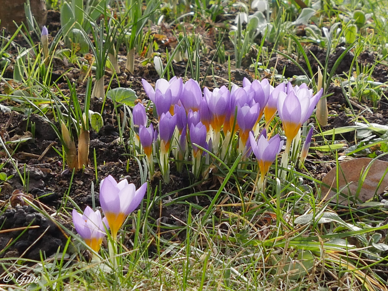 Au jardin de Gine: Fleurs de janvier
