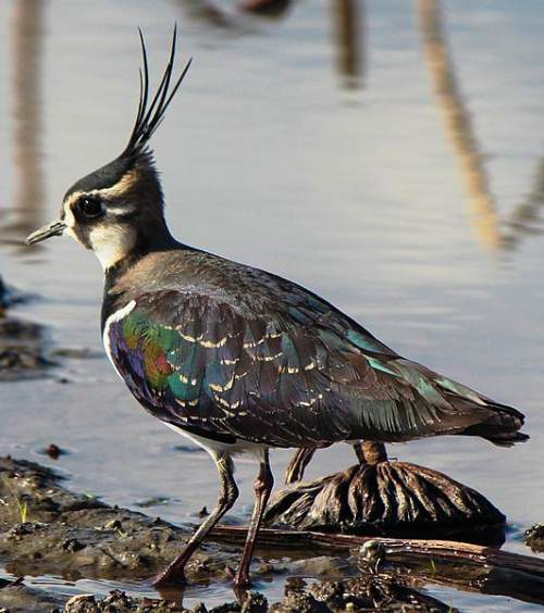 Northern lapwing images | Birds of India | Bird World