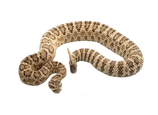 AKI GIFS: Gifs animados Cobra