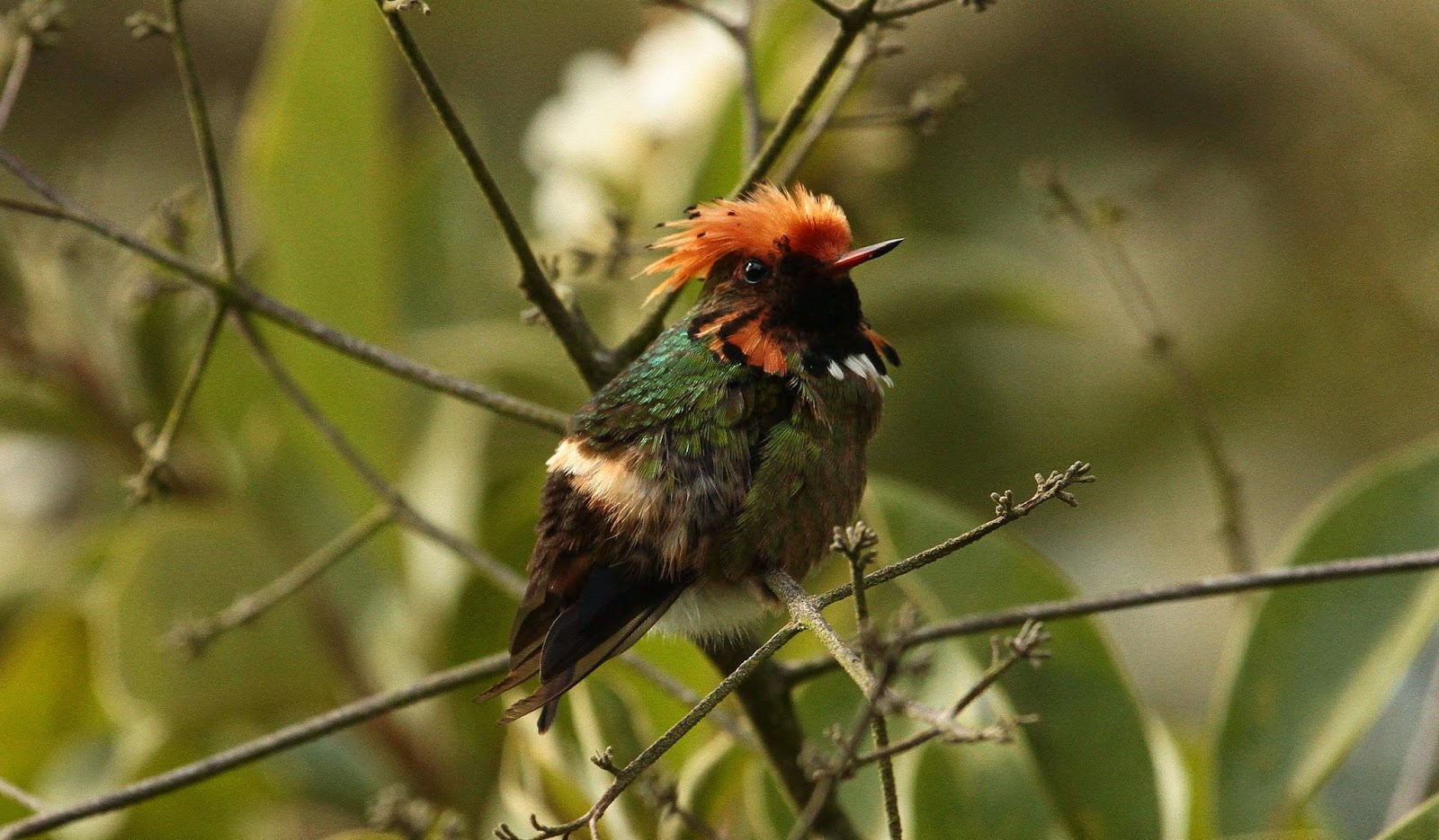 Nuestro bello mundo...: Spangled Coquette, male, Lophornis stictolophus ...