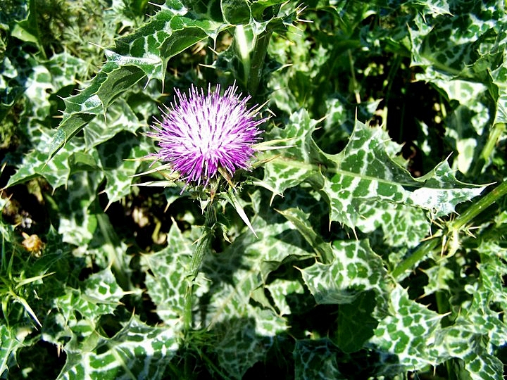 Galefod: Cardo Mariano