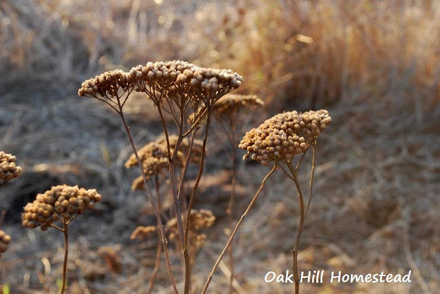 How To Forage, Harvest and Dry Yarrow - Oak Hill Homestead