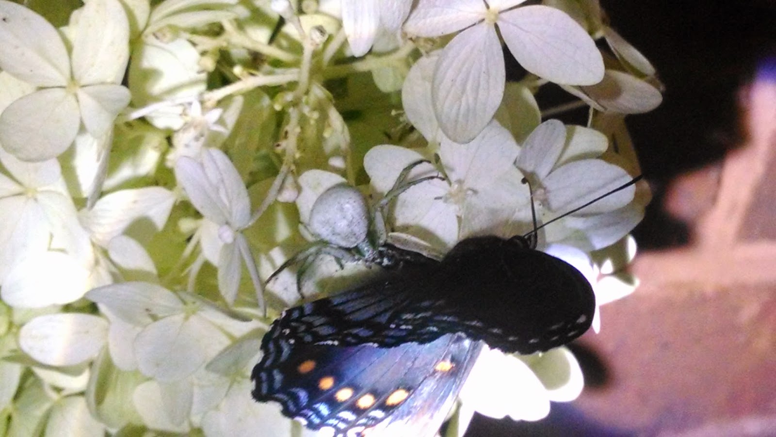 Life In My Father's World: Butterflies, Spiders, and Brides