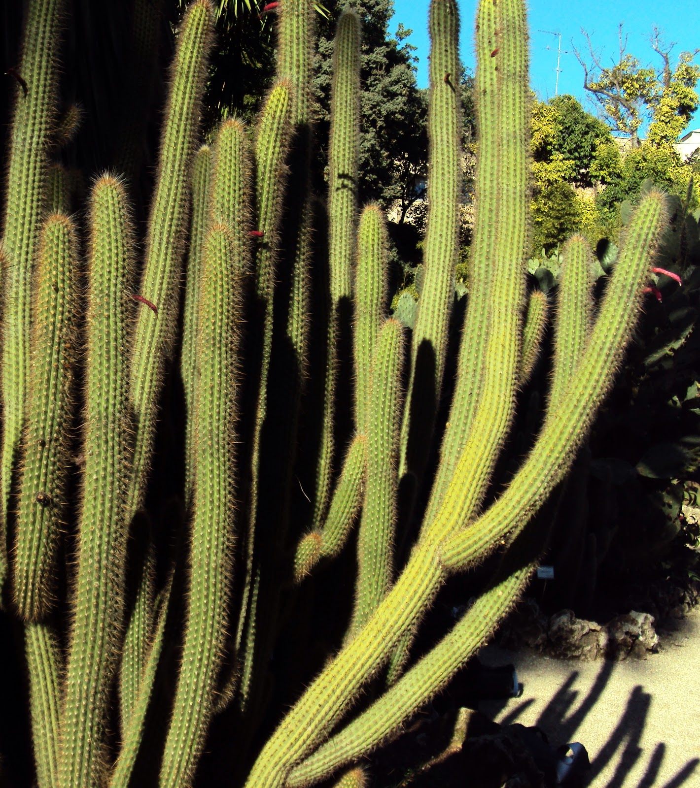 Taxonomía Plantae Magnoliopsida: Phylum Tracheophyta Clase ...