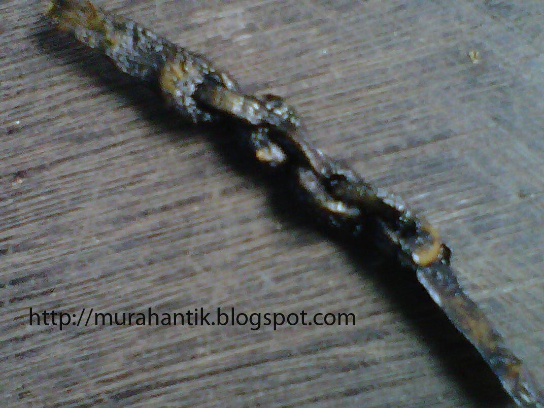 SAMBAN BABI DAN RANTAI BABI