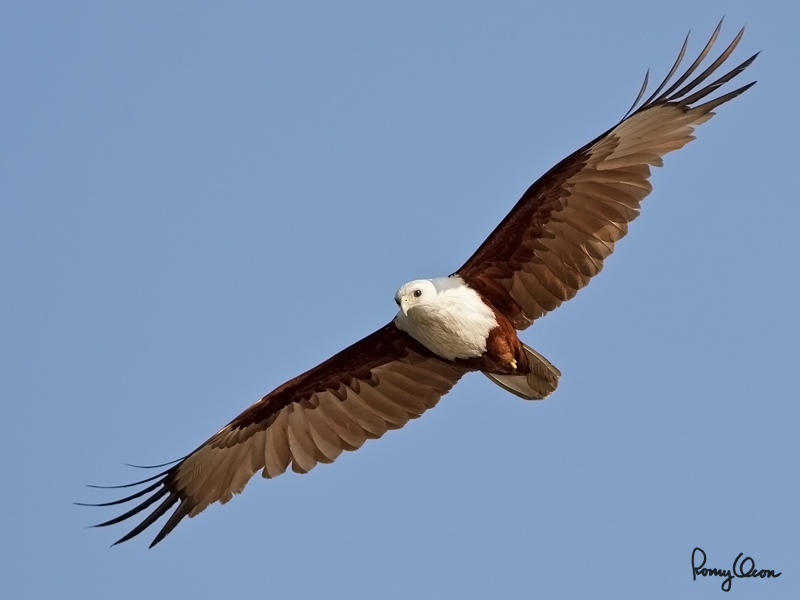 Romy Ocon's Wild Birds of the Philippines: April 2013