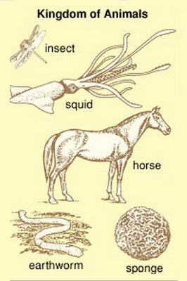 # 4: Animal Kingdom - Classification | Biology Notes for IGCSE 2014 & 2024