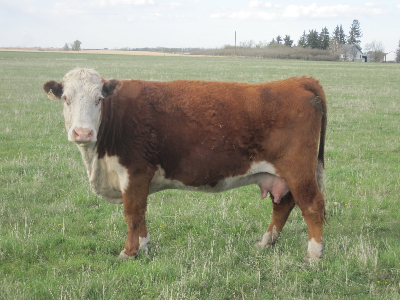 Down on the Farm: The Drink of Life to the Cattle Business!