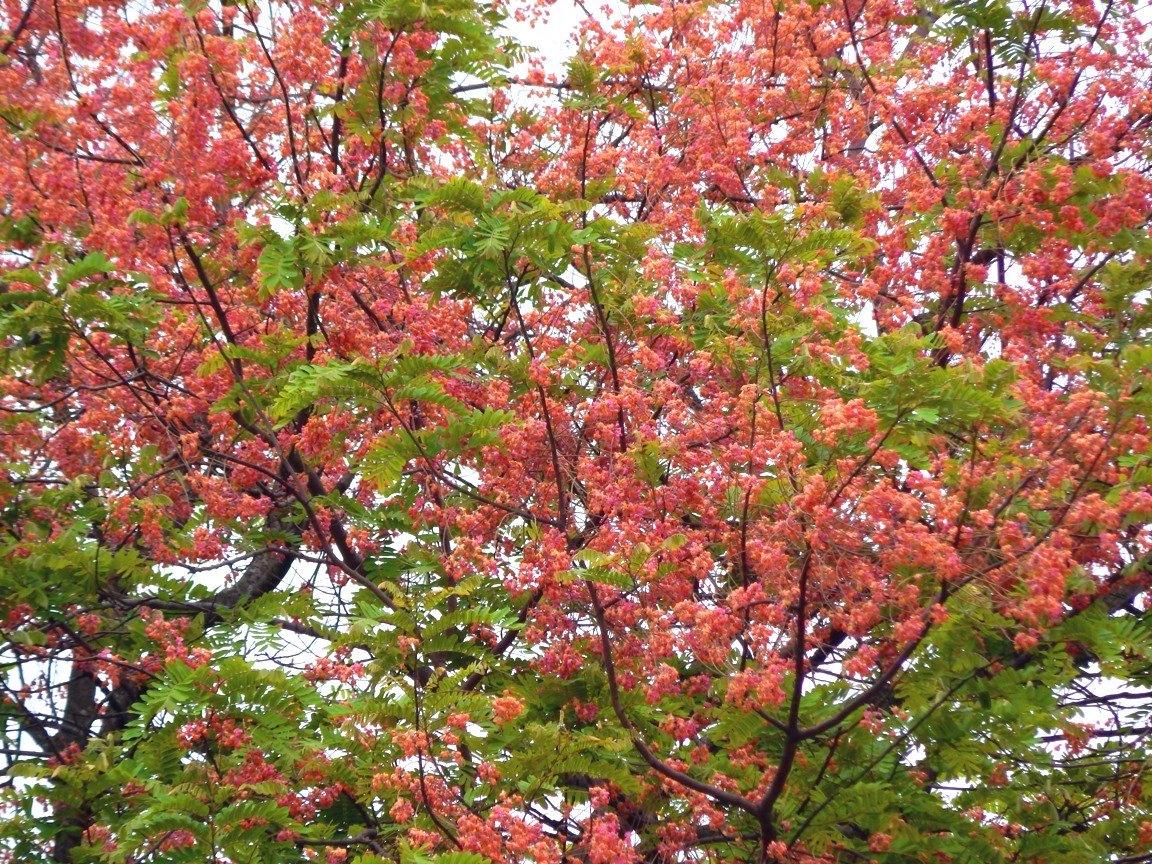 GeoAtelier SementeS : Acácia Rosa, a gigante exuberante e farmácia das ...
