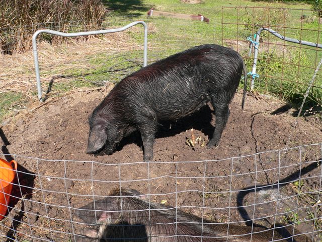 Livewell Farm: The Pigs Go To Work