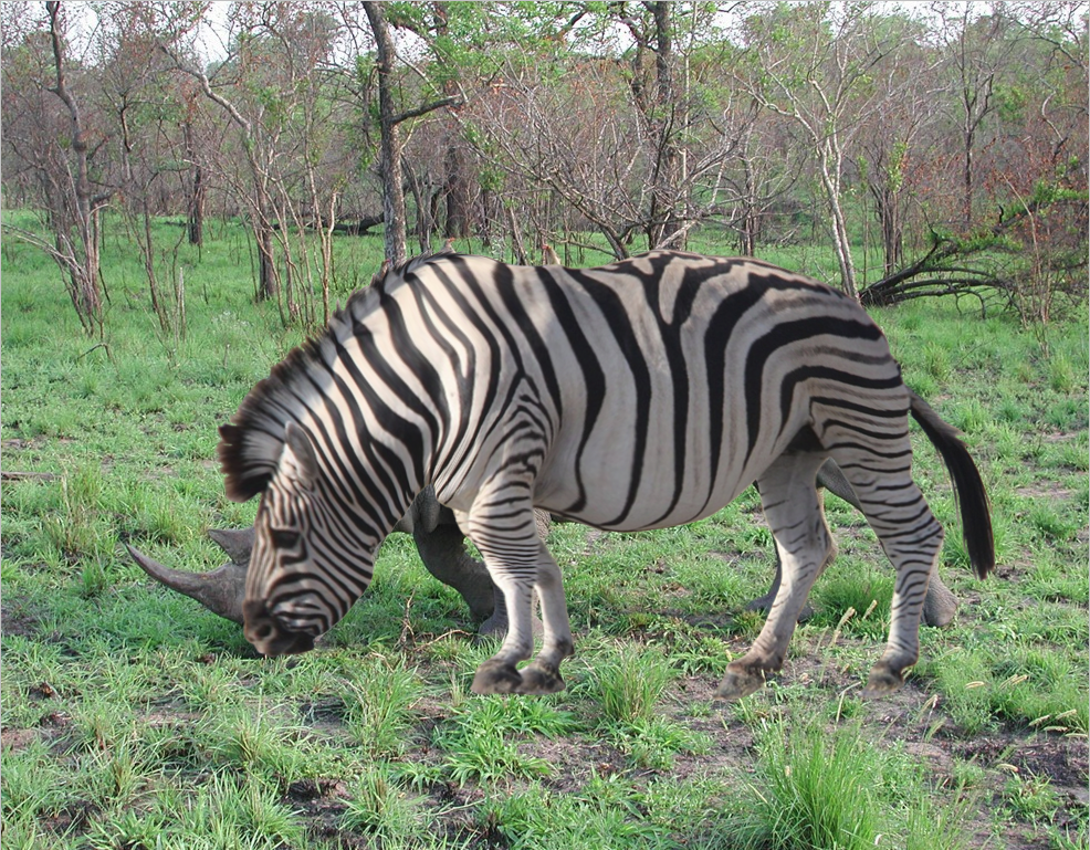 Computer Graphics: Zebra Rhino