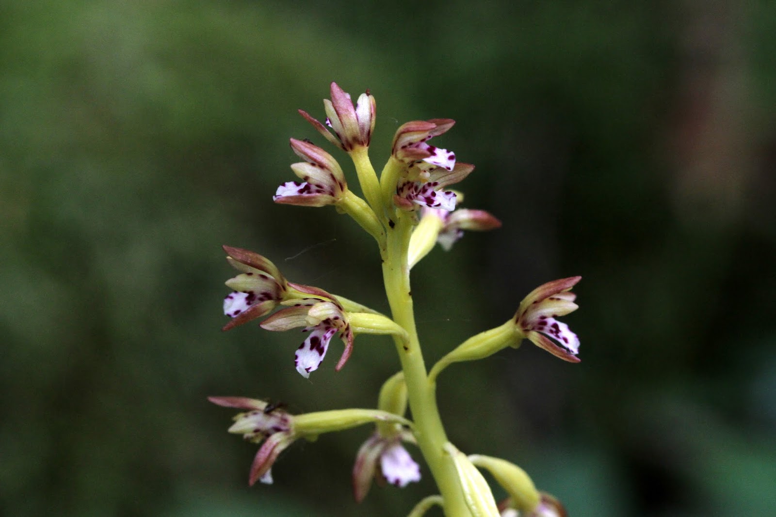 Serendipity and Orchids: A Native Orchid Tour of Washington