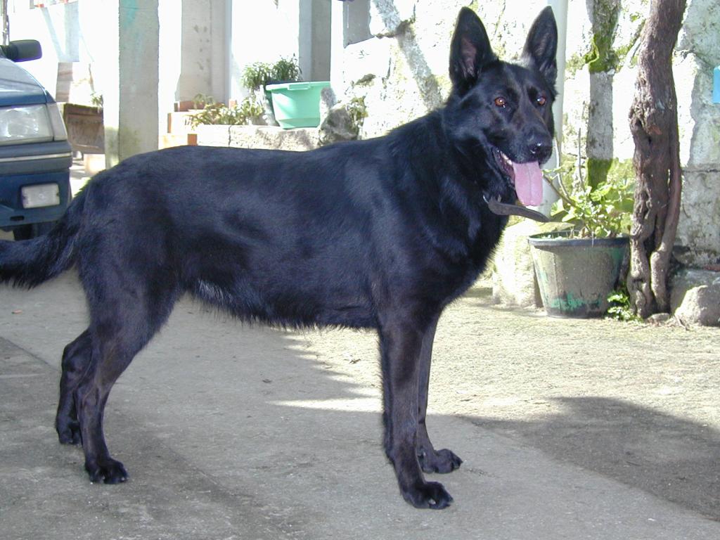 NUNCAJAMAS COCKER: EL CAN DE PALLEIRO