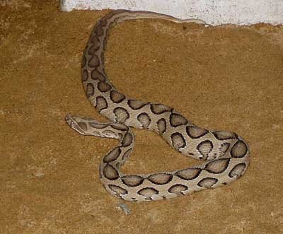 sri lankan snake: තිත් පොළගා