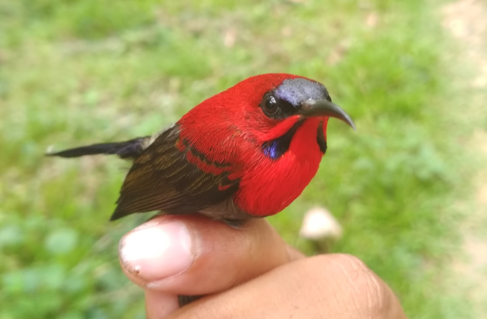 Cara Pikat Burung Kolibri Sepah Raja dengan Mp3 | TUTORIAL DAN BELAJAR