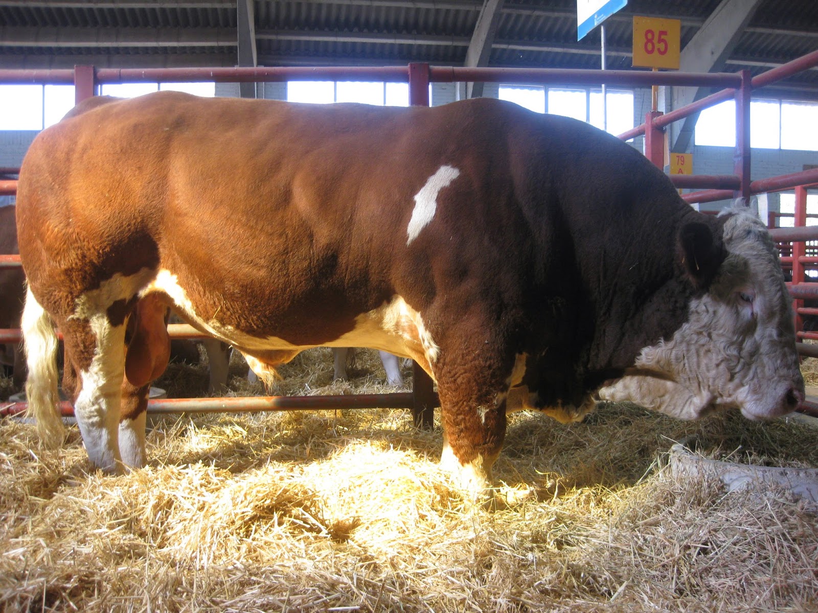 Asociación Nacional de Criadores de Ganado Vacuno Fleckvieh-Simmental ...