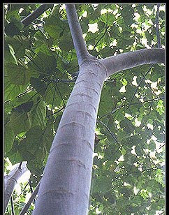 CivilStation.COM: Kayu balsa