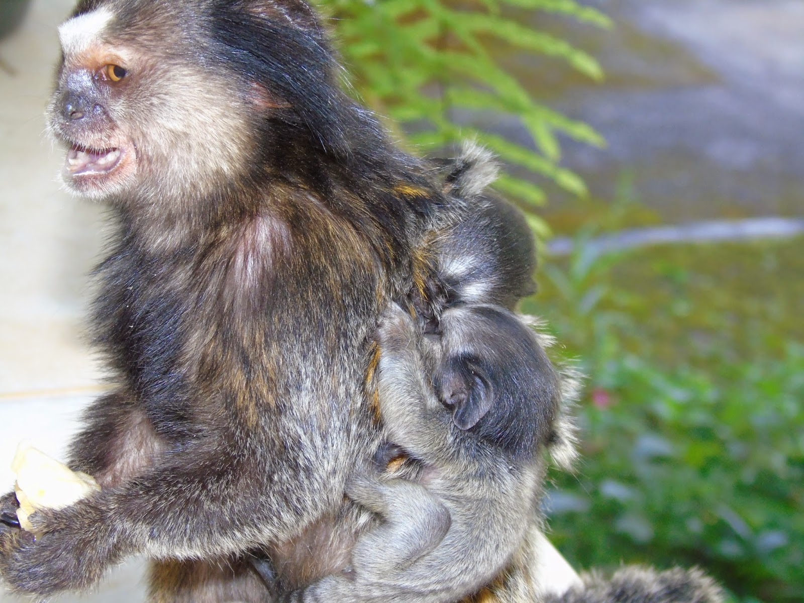 VictorNanny: Abelhinha Arapuá.