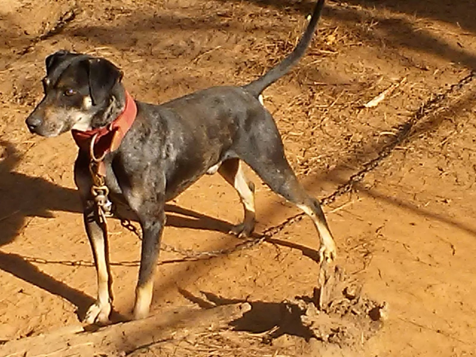 The Catahoula Hog Dog: The Right Stuff Genetically Speaking
