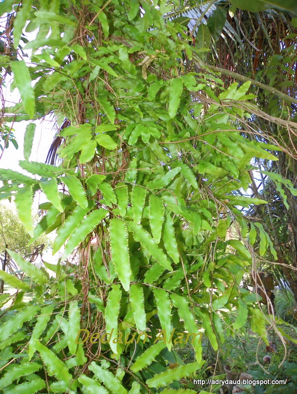 Dedaun Alam: Ribu-Ribu