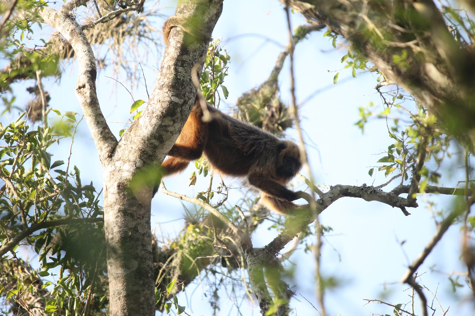 Primates and Paraguay: Life in Field Primatology: Let's talk howlers.