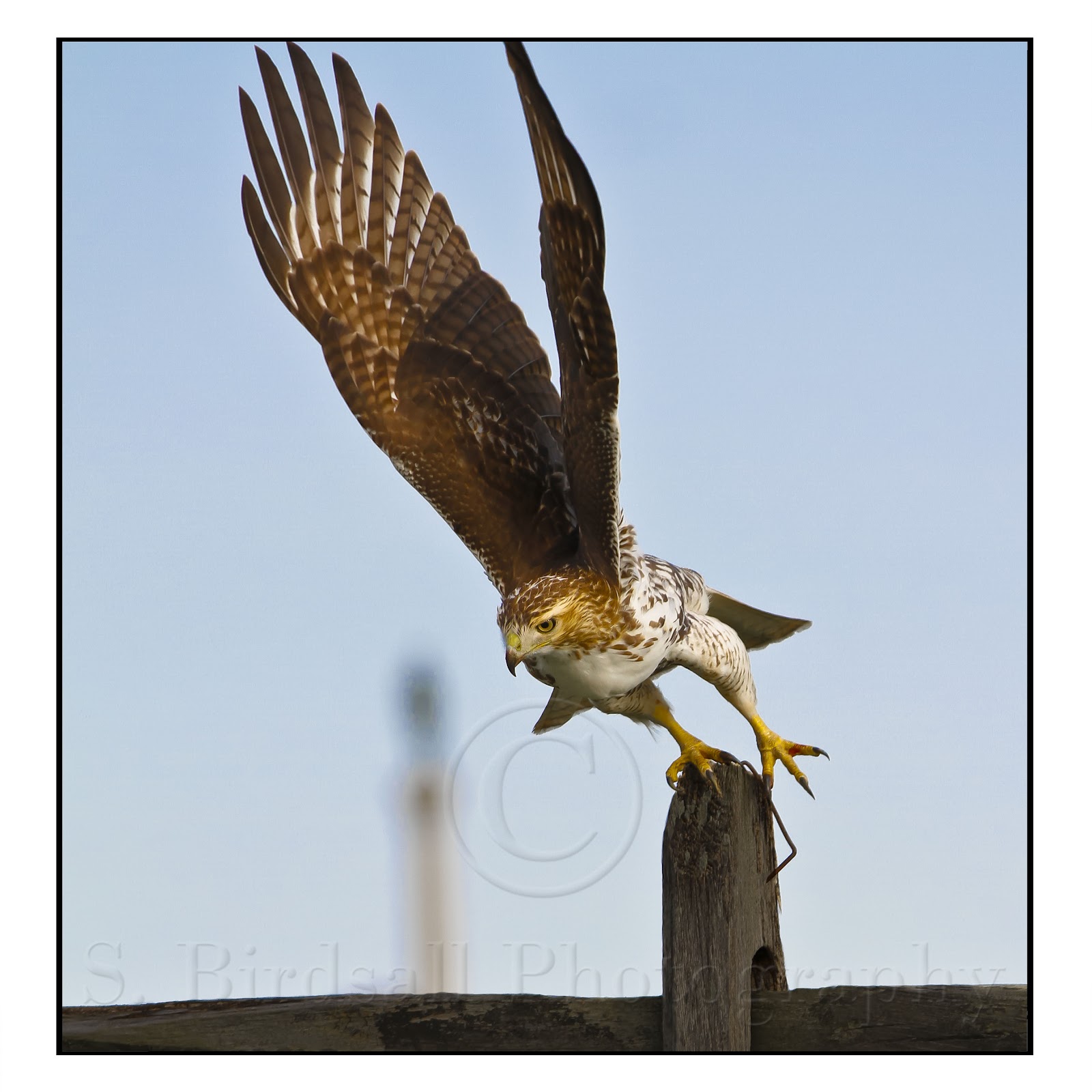 S. Birdsall Photography: Oh POOP, Did You See That Hawk?