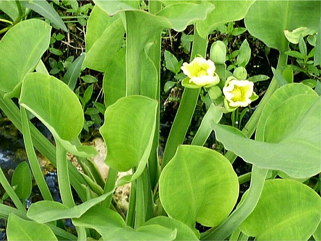 Top Populer Gambar Daun Genjer, Istimewa!