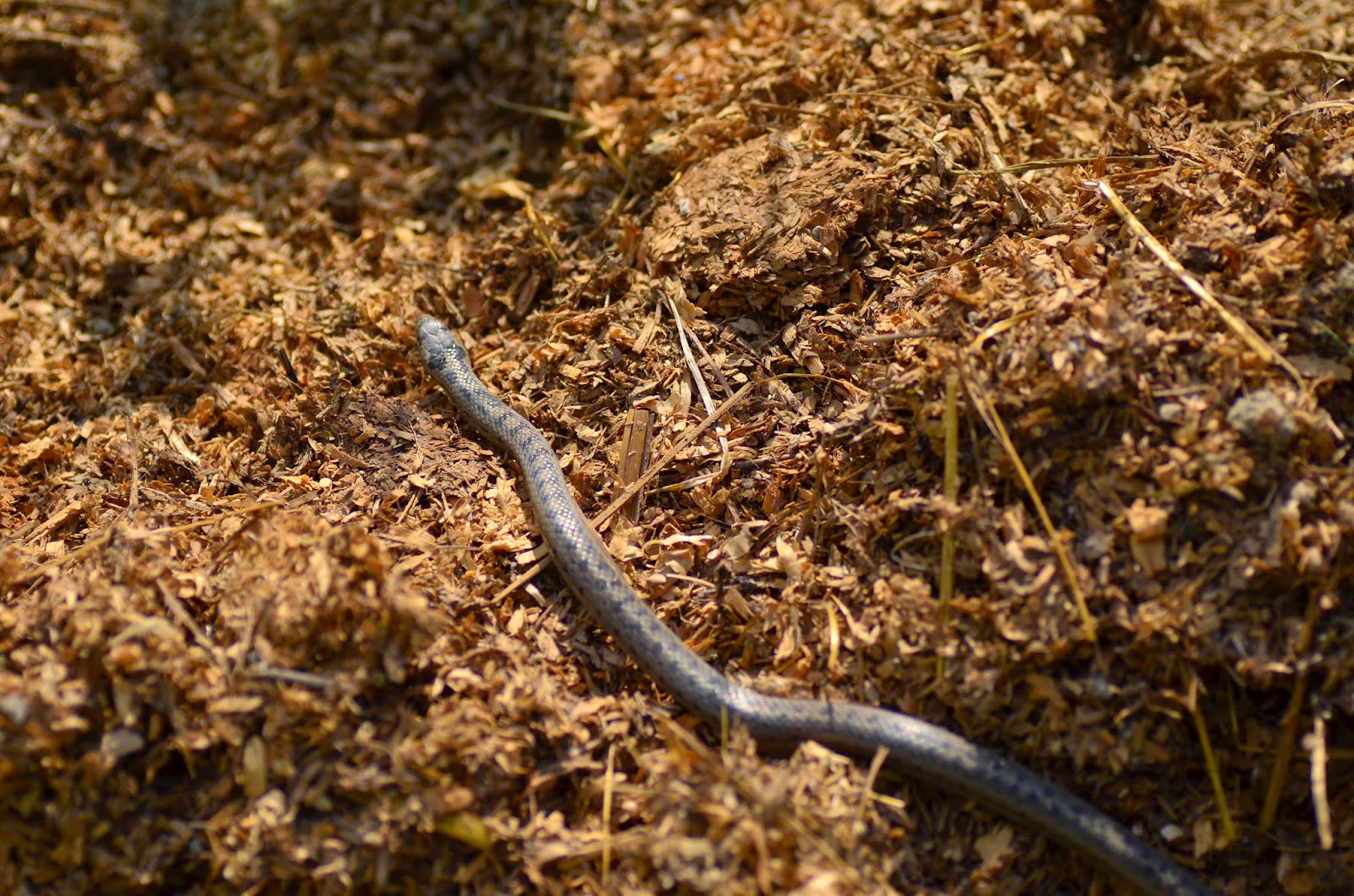 Čarovnije z male kmetije: Smokulja