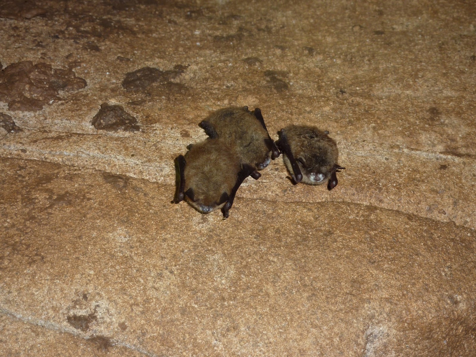 White-nose syndrome: How you can help bats in Washington