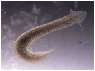 Biologia: Platelmintos