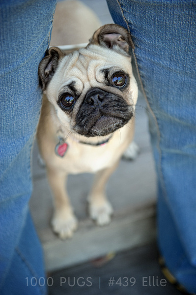 The Pugs Strike Back: #439 of 1000