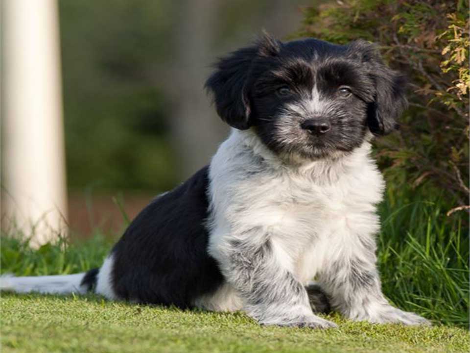 Cute Pictures of Schapendoes Puppies