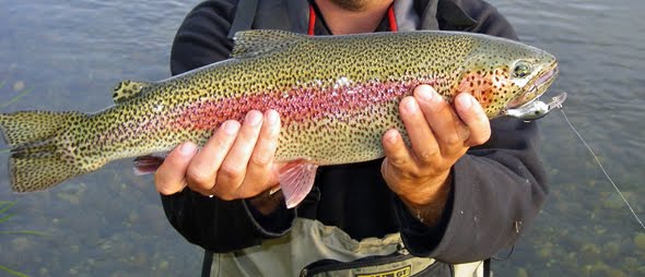 The Ultimate Trout Fishing Blog: Good Rainbow Trout Baits