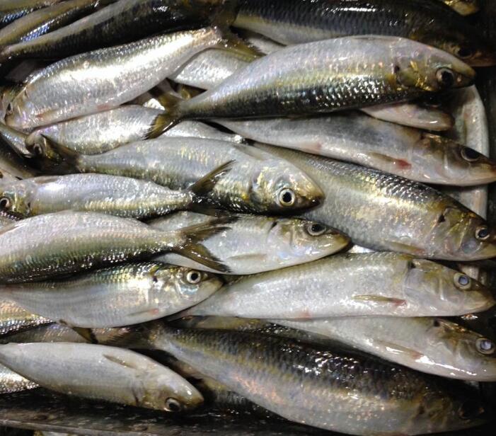 FISHING: Fishes: List of fishes available in India. (saltwater and ...