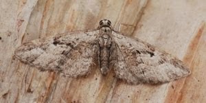 UK Pugs: 1854 Juniper Pug (Eupithecia pusillata)