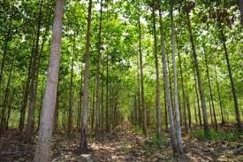 Viajamos a la India: El bosque Monzónico
