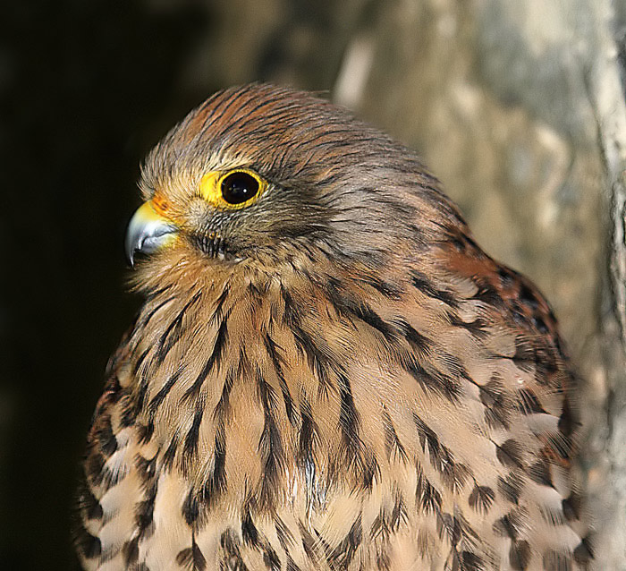 HUESCA Y LA SIERRA DE GUARA: FALCONIFORME Falco Carl von Linné, 1758 ...