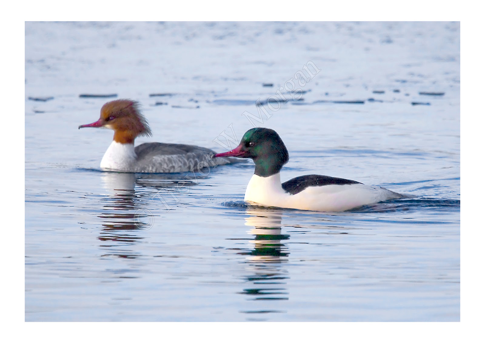 Three Counties Herald: February 2012