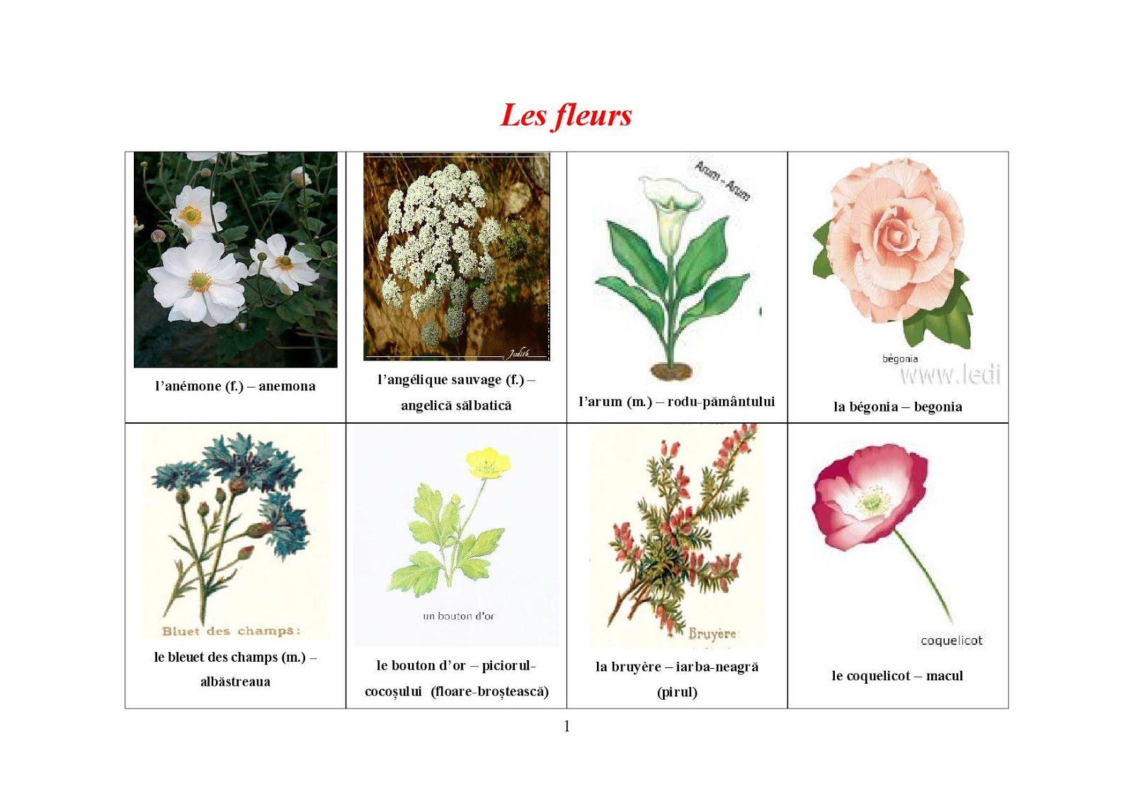 Le français utile: Les Fleurs (vocabulaire)