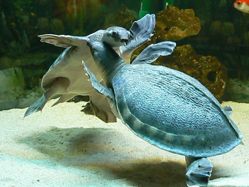 River Turtle