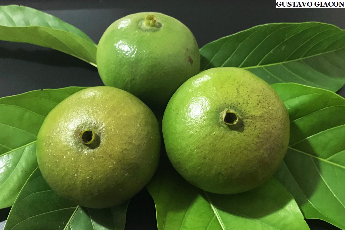 Viveiro Ciprest - Plantas Nativas e Exóticas: Puruí Graúdo ou Marmelada ...