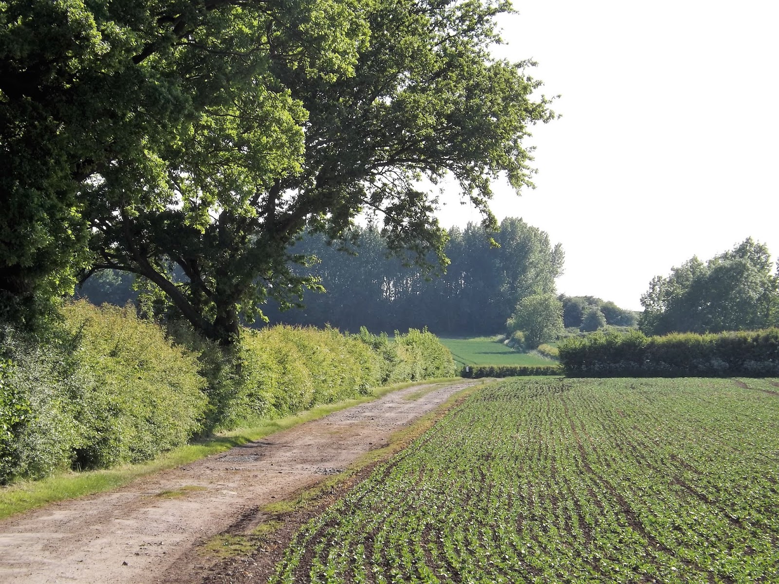 JJ's Wargames: Battle of Stoke Field, 16th June 1487