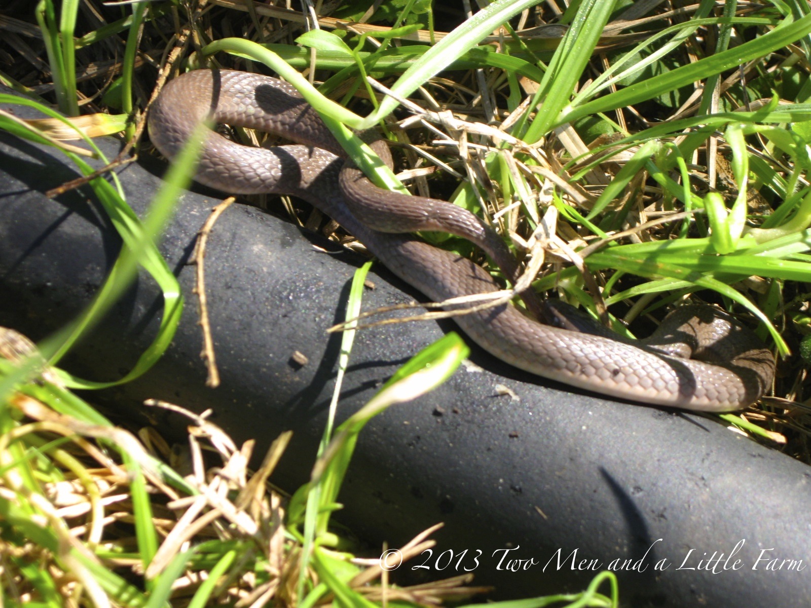 Two Men and a Little Farm: BABY SNAKE SURPRISE