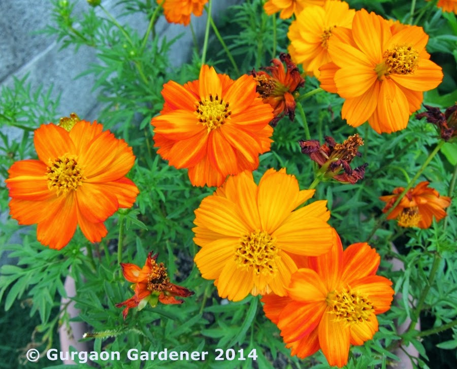 Gurgaon Gardener: Summer Sizzler - 4. Cosmos Sulphureus (Orange cosmos ...